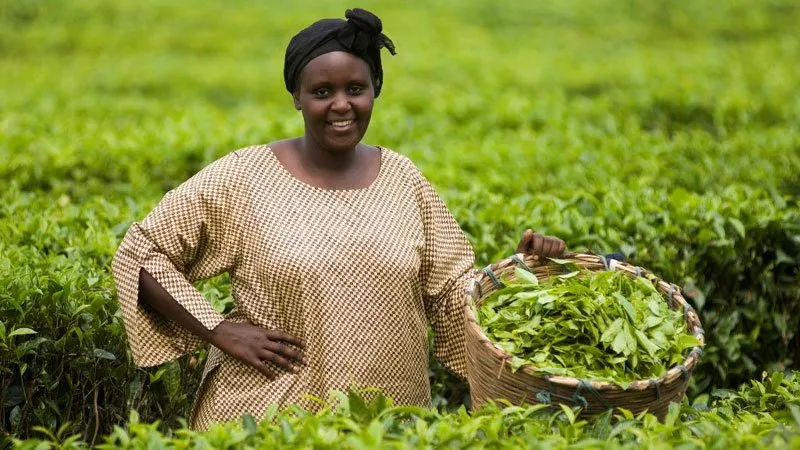Inside Edinburgh Tea and Coffee: How Fairtrade Certifications Shape Flavor